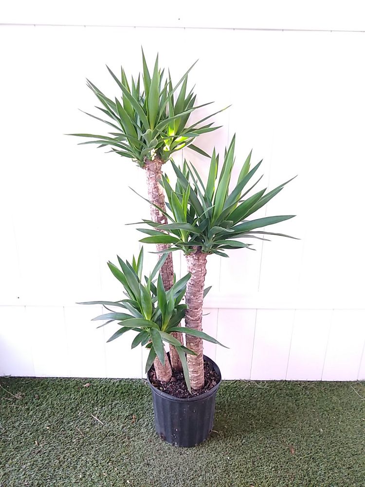 Buy Yucca Tree For Indoors | Free delivery over $100.
