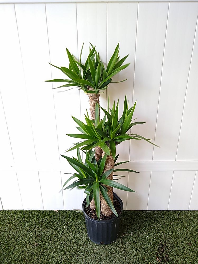 Buy Yucca Tree For Indoors | Free delivery over $100.