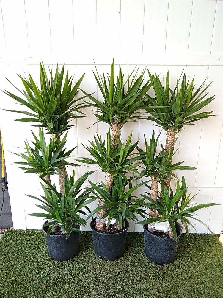 Buy Yucca Tree For Indoors | Free delivery over $100.