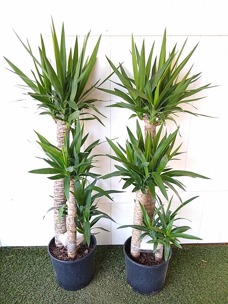 Buy Yucca Tree For Indoors | Free delivery over $100.
