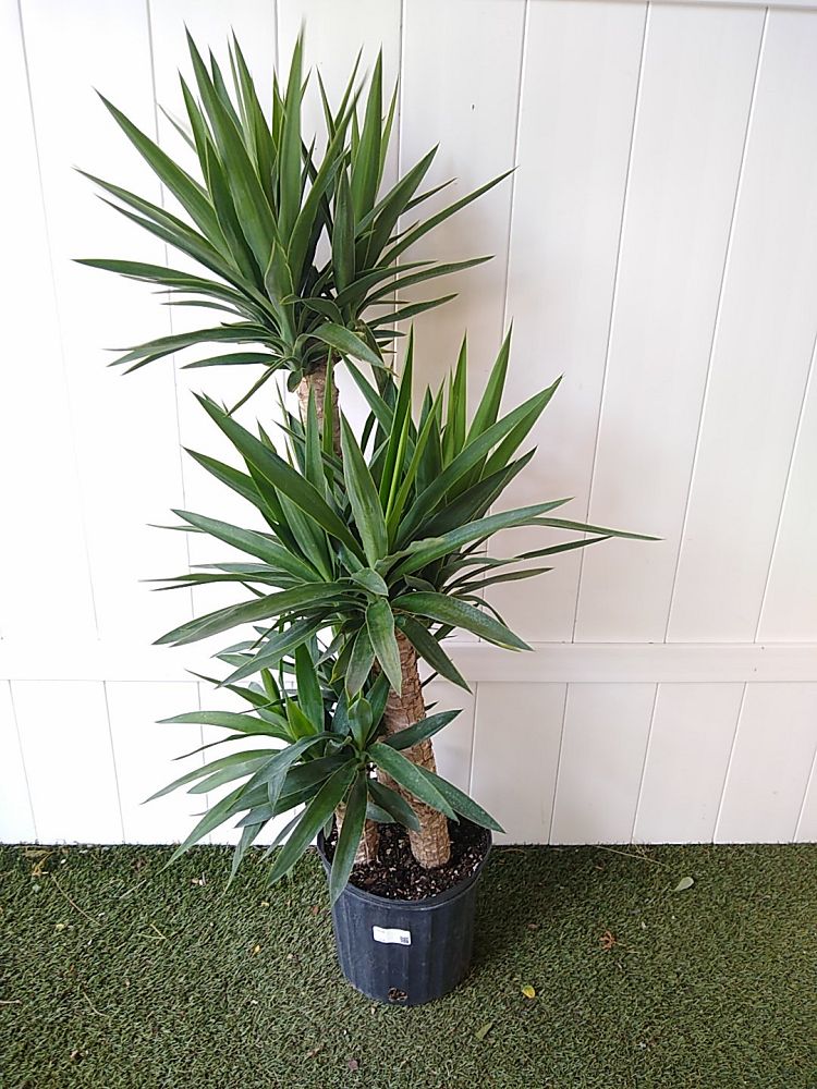 Buy Yucca Tree For Indoors | Free delivery over $100.