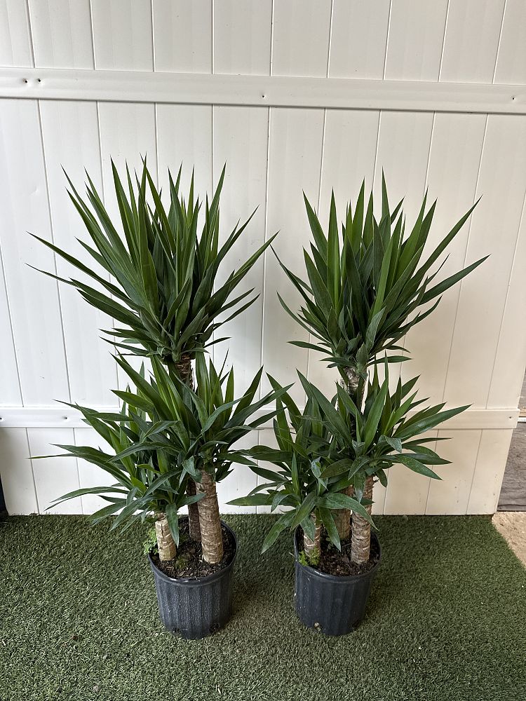 Buy Yucca Tree For Indoors | Free delivery over $100.