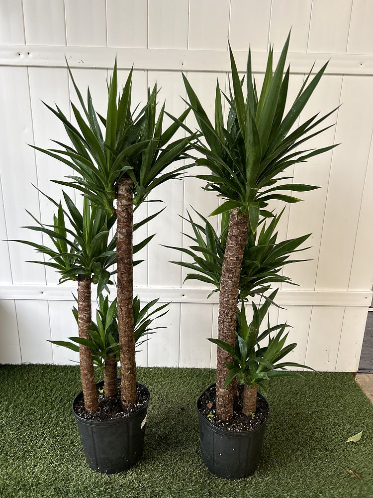 Buy Yucca Tree For Indoors | Free delivery over $100.