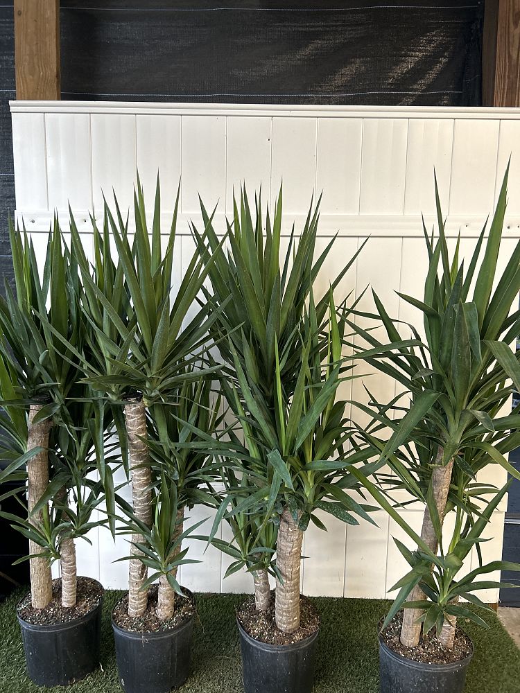 Buy Yucca Tree For Indoors | Free delivery over $100.