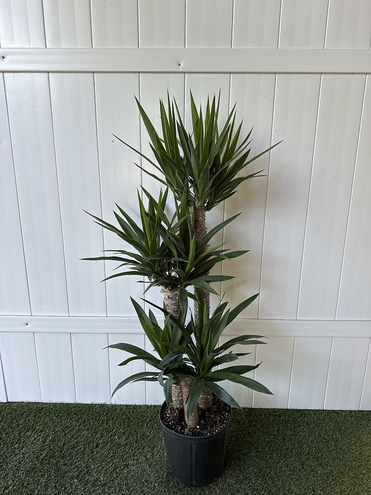 Buy Yucca Tree For Indoors | Free delivery over $100.