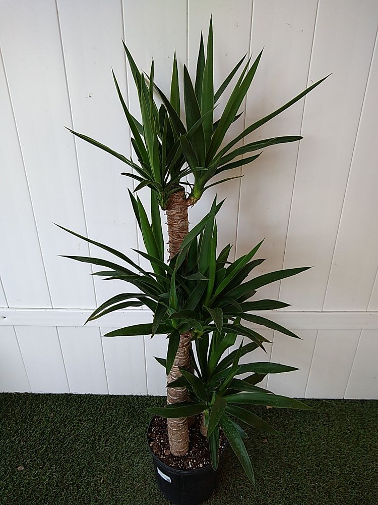Buy Yucca Tree For Indoors | Free delivery over $100.