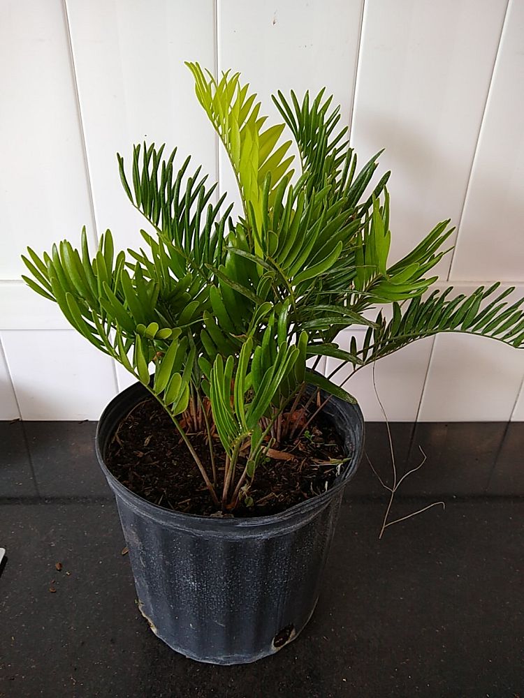 Zamia pumila, Zamia floridana, Coontie | PlantVine