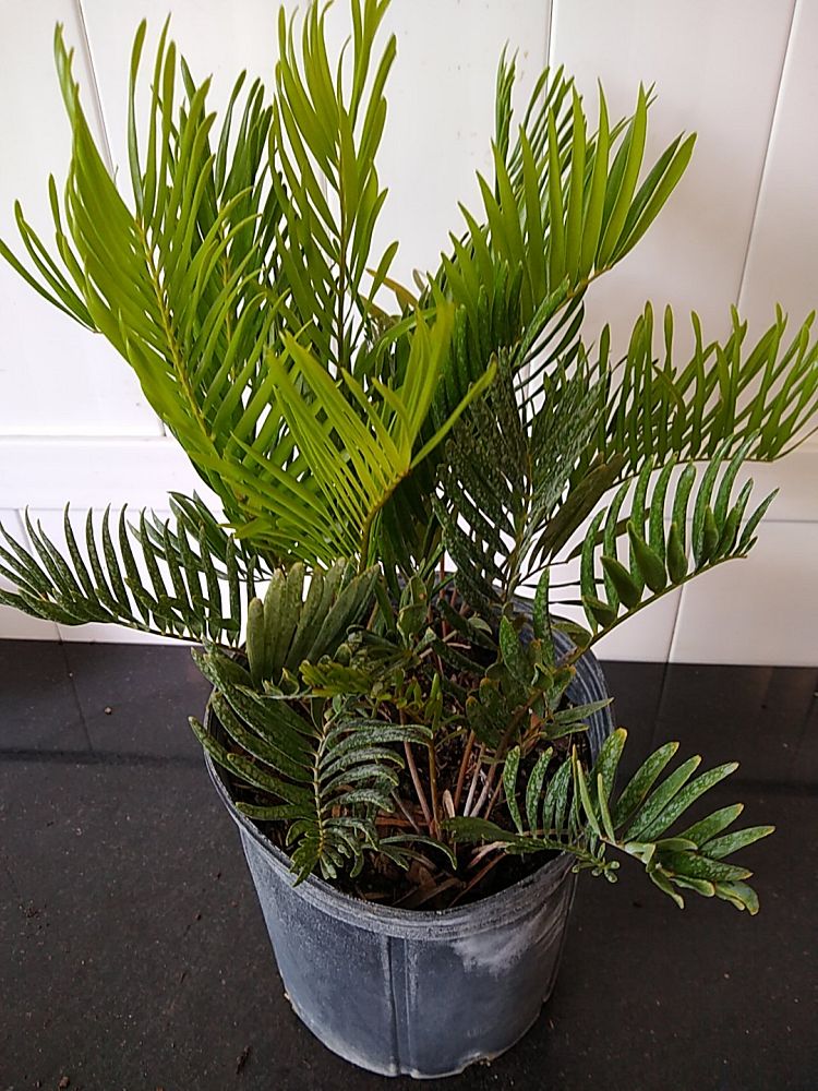 Zamia pumila, Zamia floridana, Coontie | PlantVine