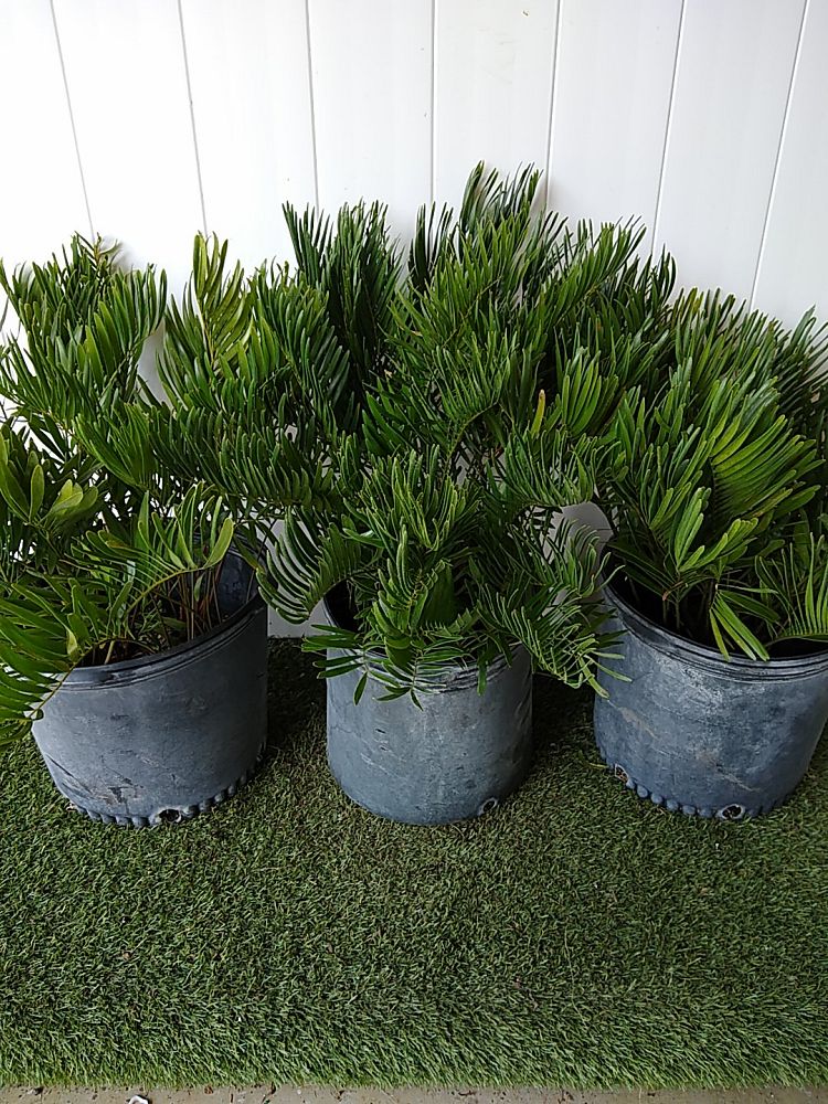 Florida Coontie | PlantVine