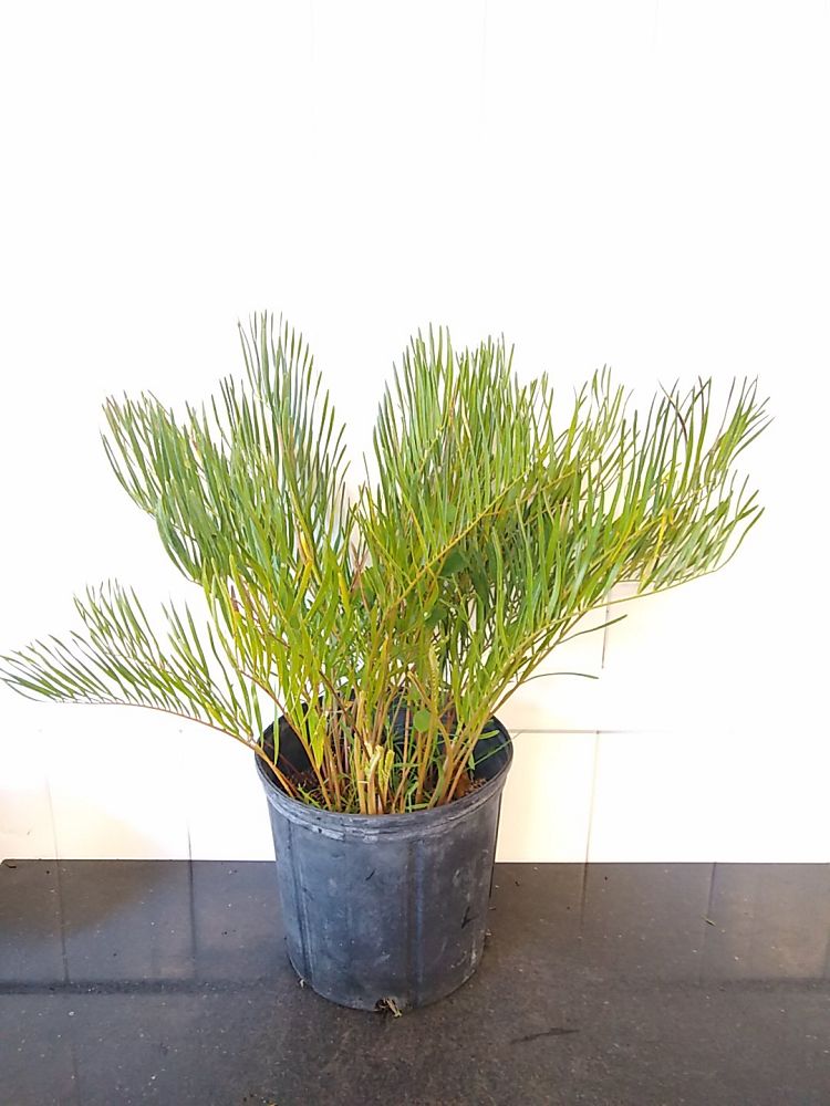 Florida Coontie | PlantVine