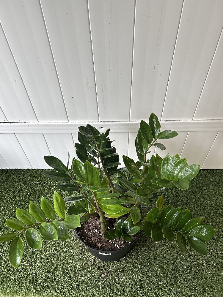 Buy Large ZZ Plant, Zamioculcas Zamiifolia Online | PlantVine