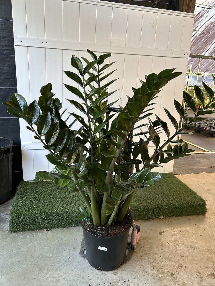 Buy Large ZZ Plant, Zamioculcas Zamiifolia Online | PlantVine