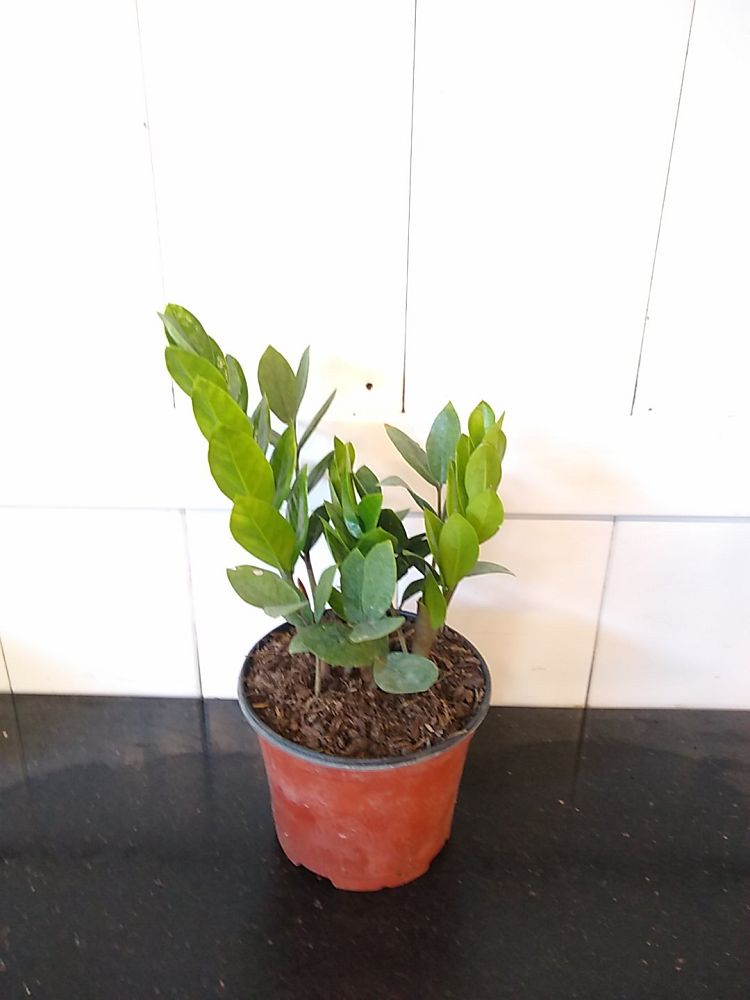 Buy Large ZZ Plant, Zamioculcas Zamiifolia Online | PlantVine