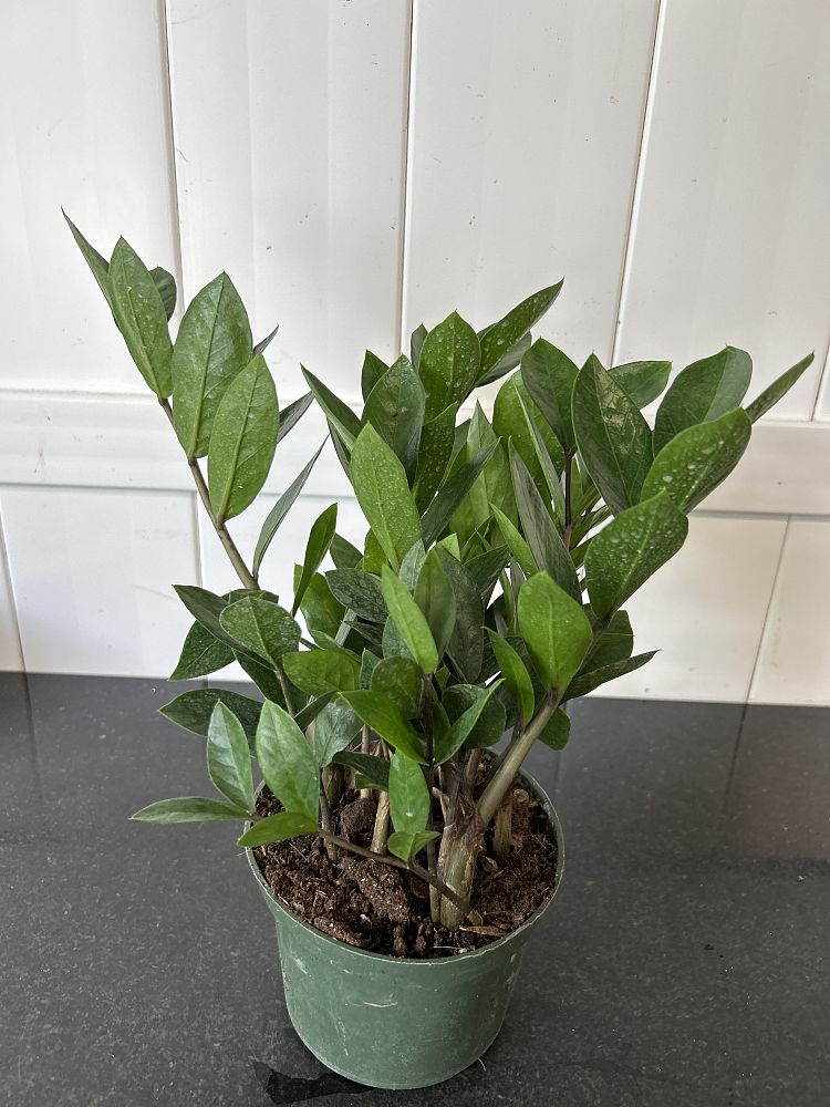 Buy Large ZZ Plant, Zamioculcas Zamiifolia Online | PlantVine