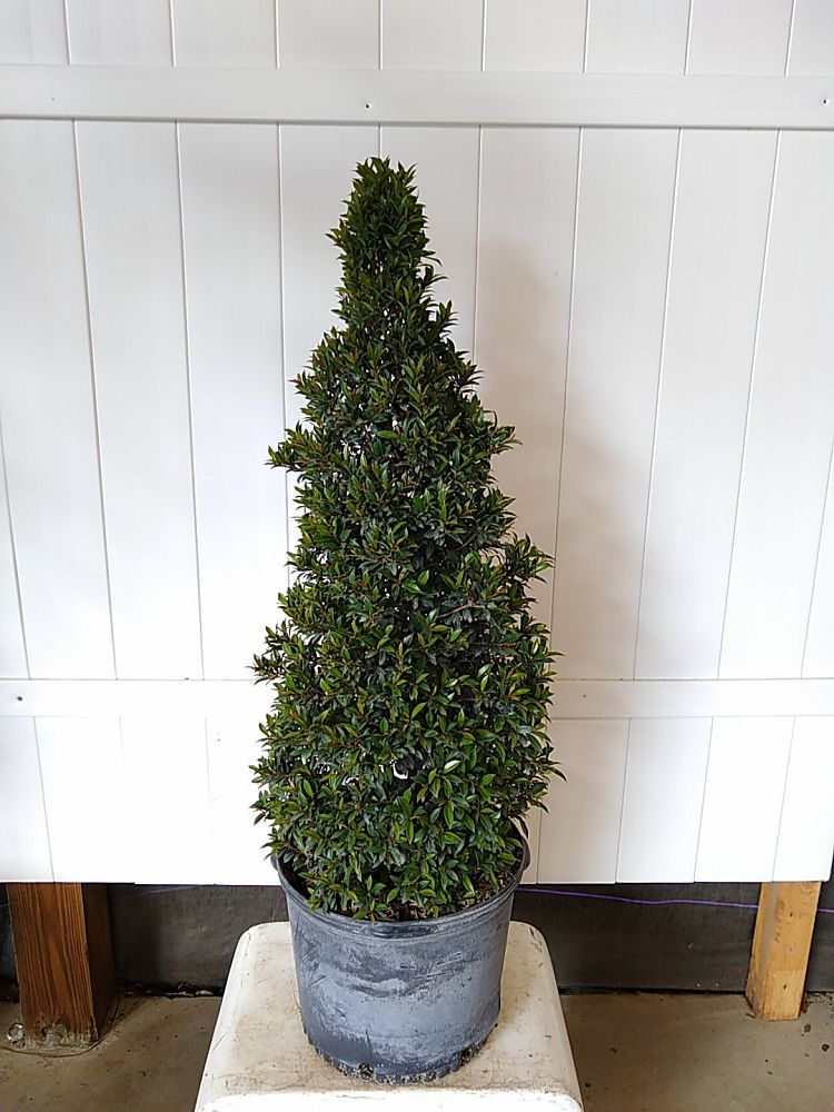 Eugenia Globulus – Topiary Cone, Syzygium paniculatum ‘Globulus ...