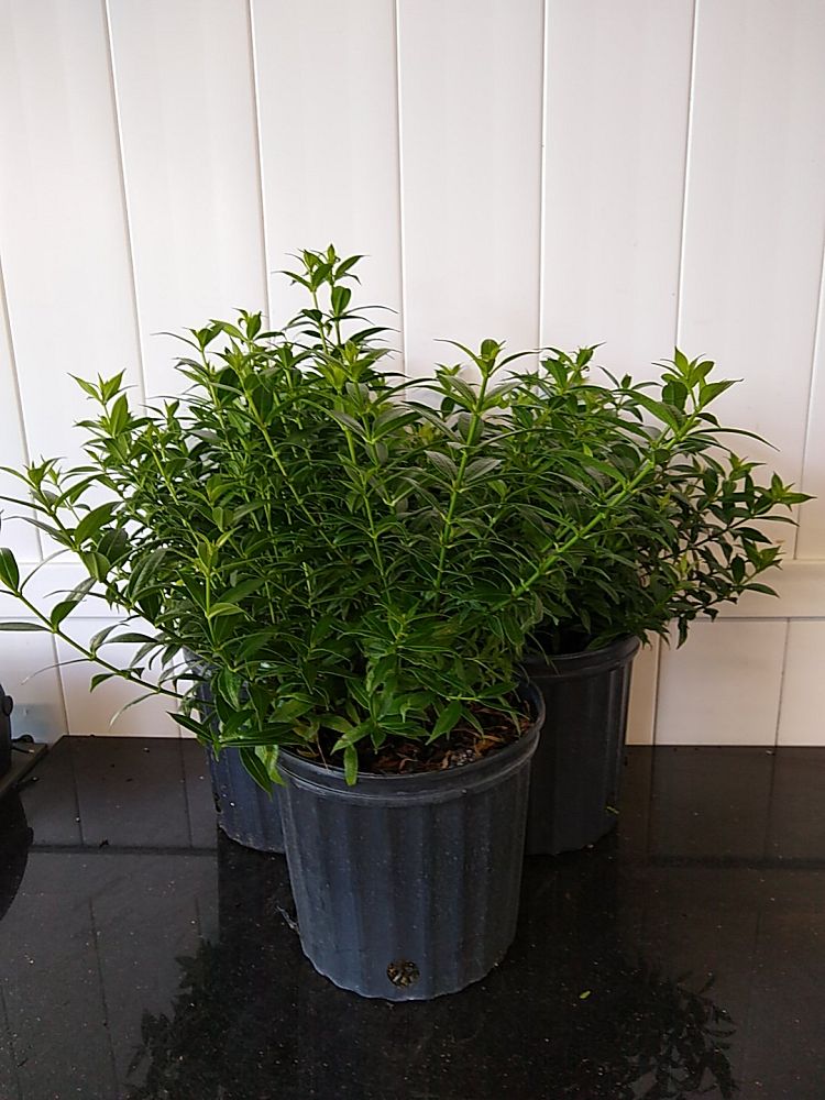 Allamanda compacta, Dwarf Allamanda | PlantVine