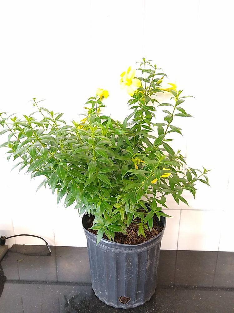 Allamanda compacta, Dwarf Allamanda | PlantVine