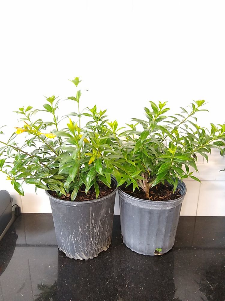 Allamanda compacta, Dwarf Allamanda | PlantVine