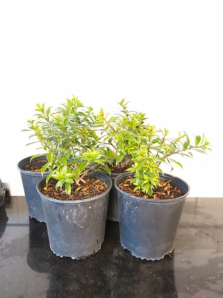 Allamanda compacta, Dwarf Allamanda | PlantVine