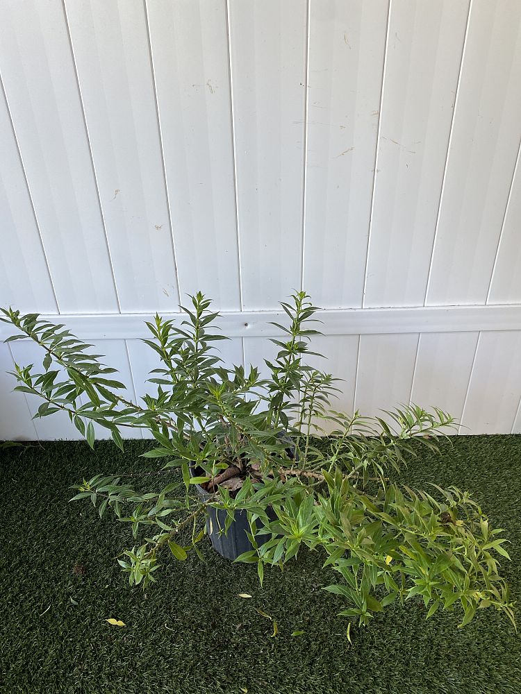 Allamanda compacta, Dwarf Allamanda | PlantVine