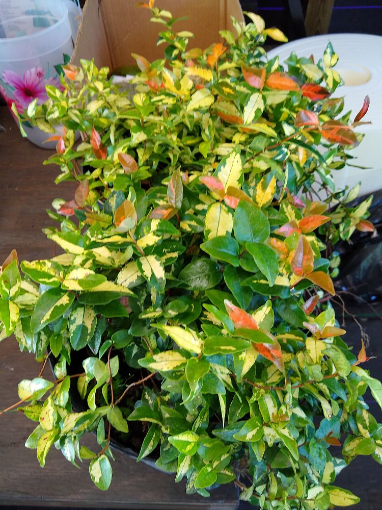 Trachelospermum asiaticum ‘Summer Sunset’, Asiatic Jasmine | PlantVine