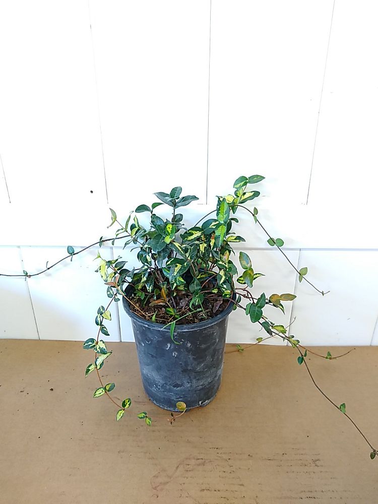 Trachelospermum asiaticum ‘Summer Sunset’, Asiatic Jasmine | PlantVine