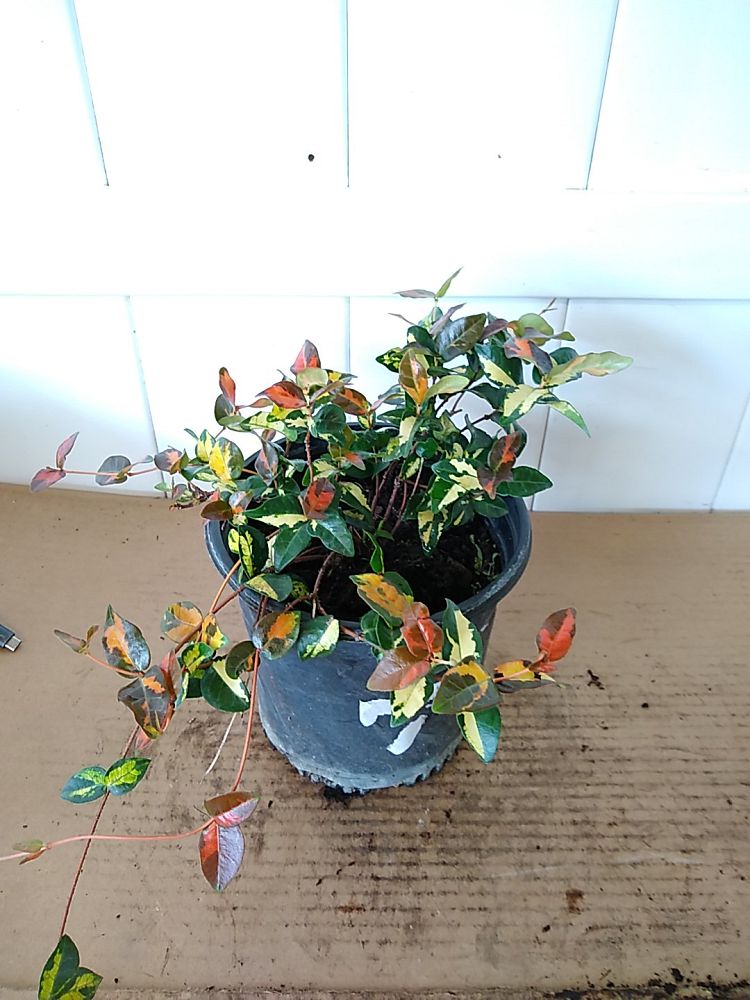 Trachelospermum asiaticum ‘Summer Sunset’, Asiatic Jasmine | PlantVine