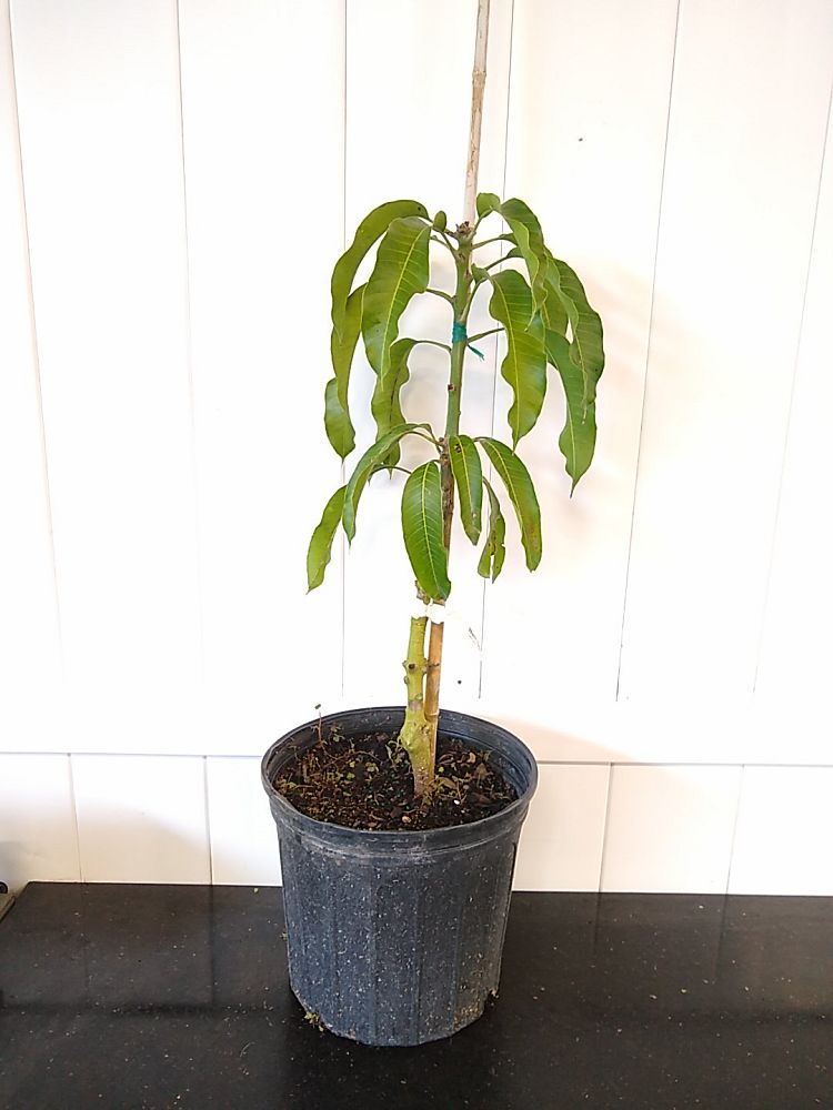 Nam Doc Mai Mango Tree | PlantVine