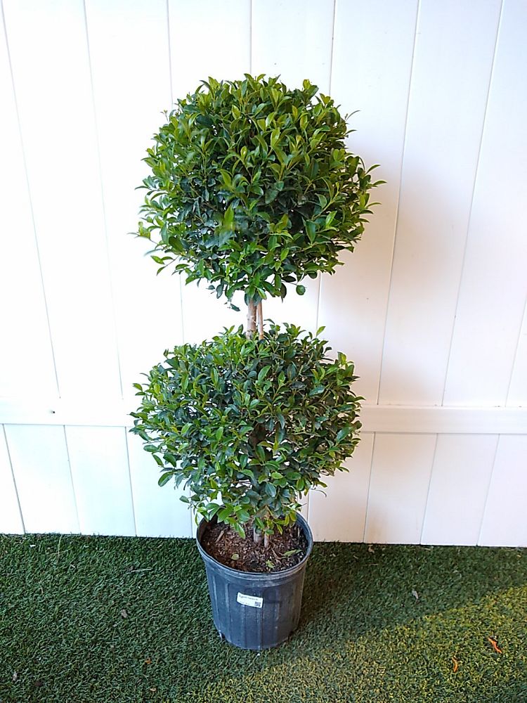 planta eugenia topiary