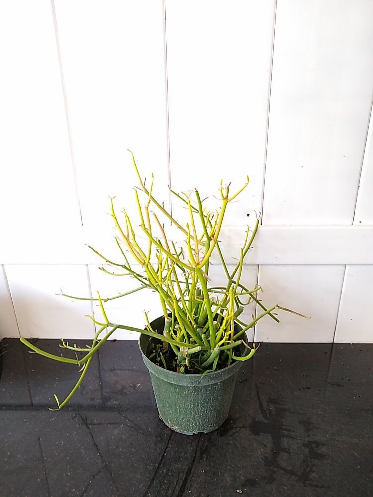 Euphorbia Tirucalli ‘Sticks of Fire’, Cactus Pencil Tree | PlantVine