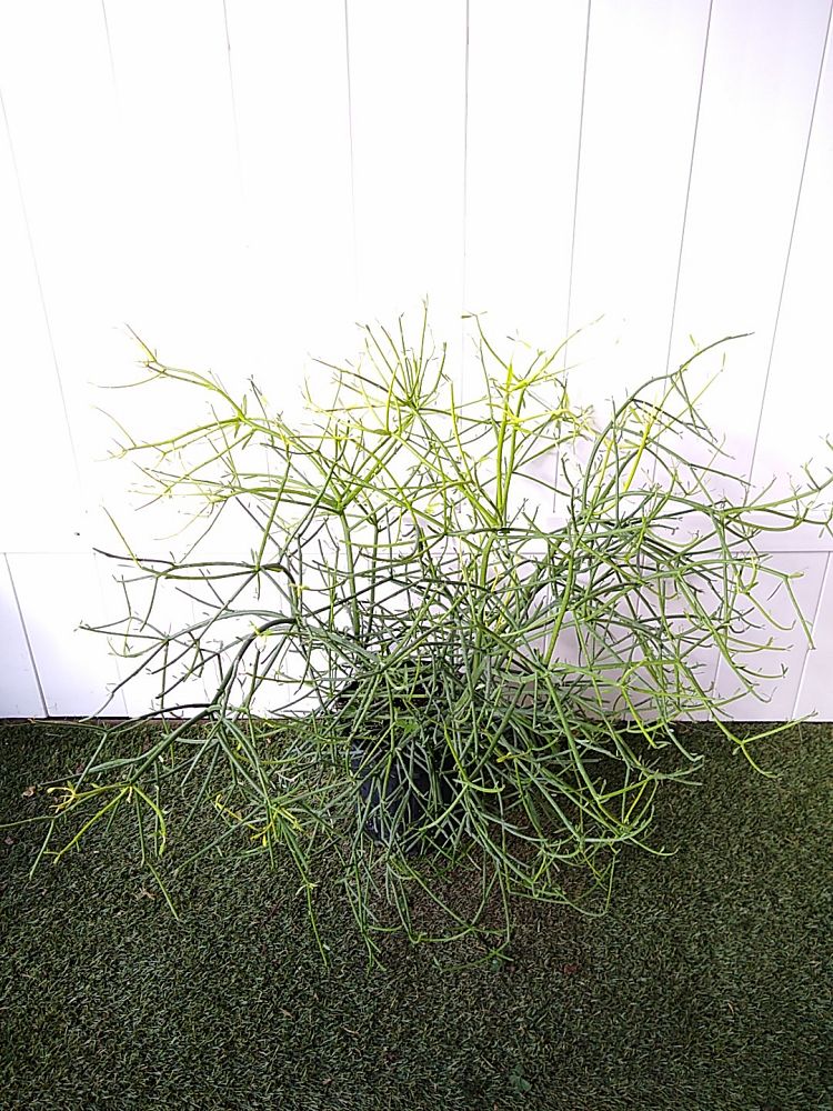 Euphorbia Tirucalli ‘Sticks of Fire’, Cactus Pencil Tree | PlantVine