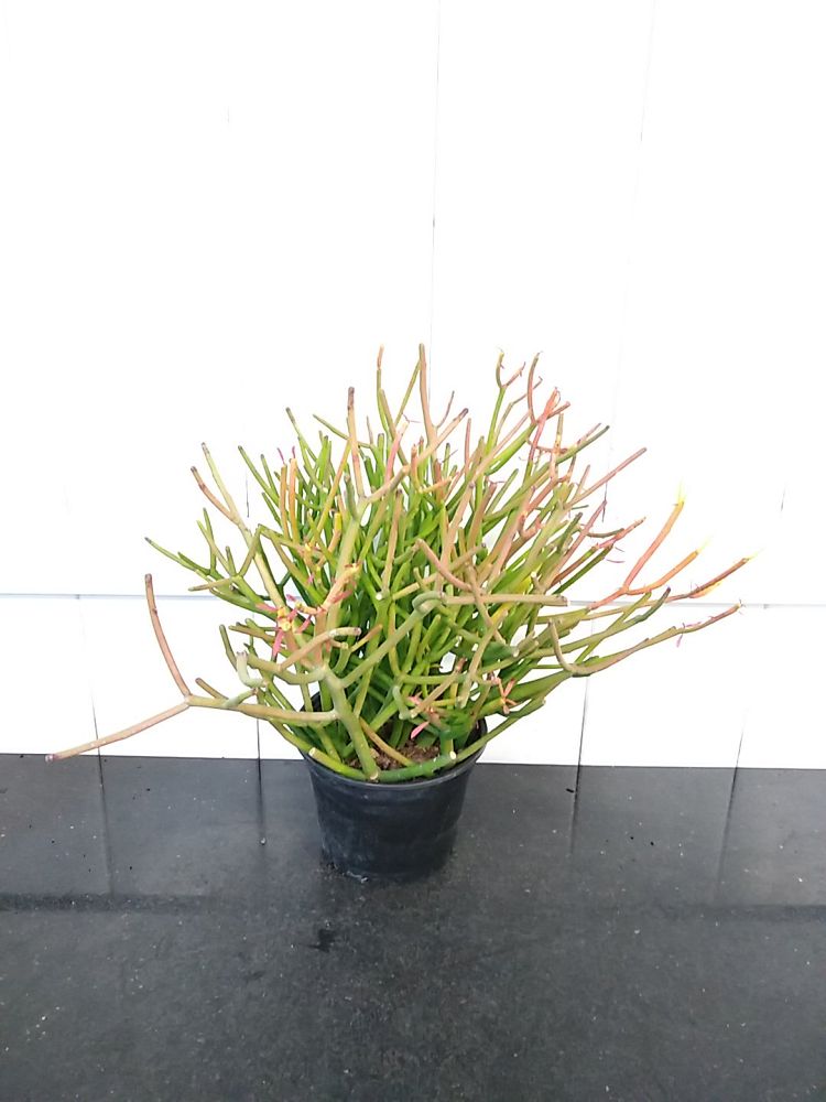 Euphorbia Tirucalli ‘Sticks of Fire’, Cactus Pencil Tree | PlantVine
