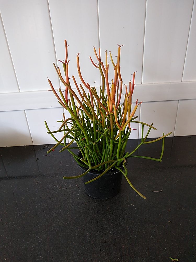 ‘Sticks of Fire’ Pencil Cactus | PlantVine