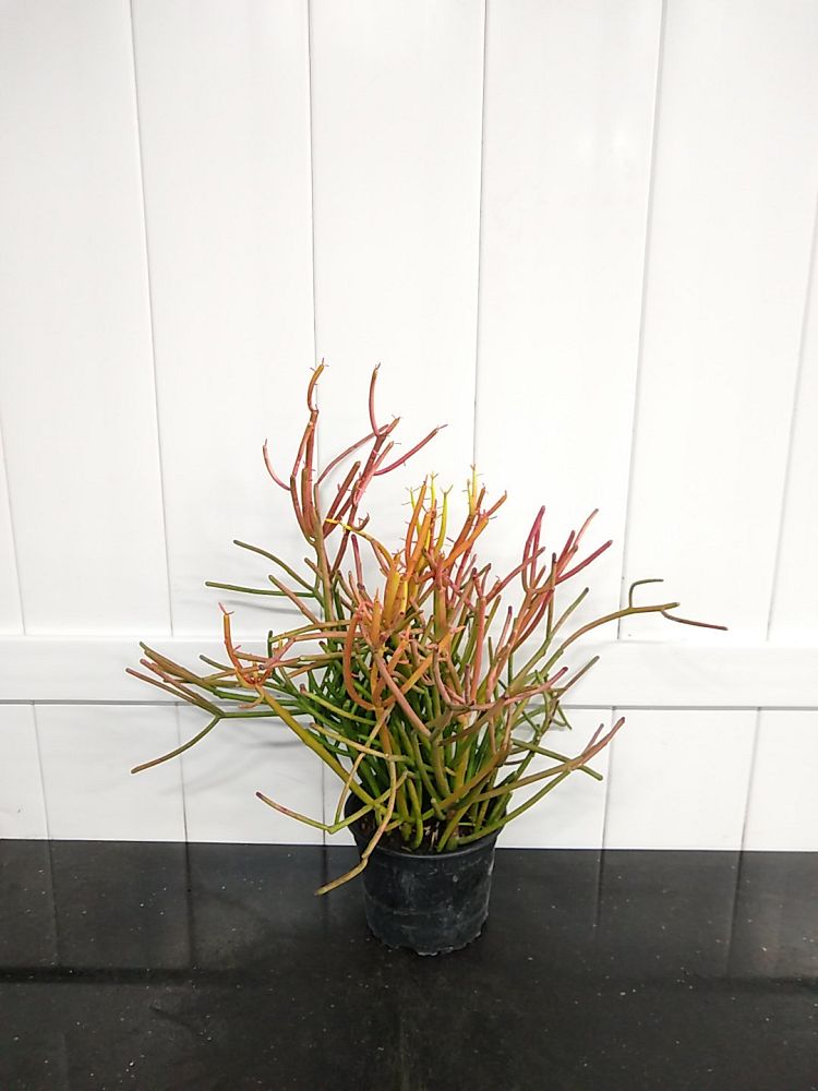 ‘Sticks of Fire’ Pencil Cactus | PlantVine