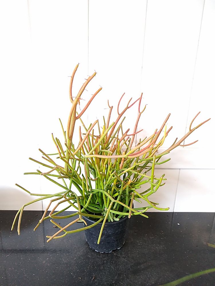 ‘Sticks of Fire’ Pencil Cactus | PlantVine