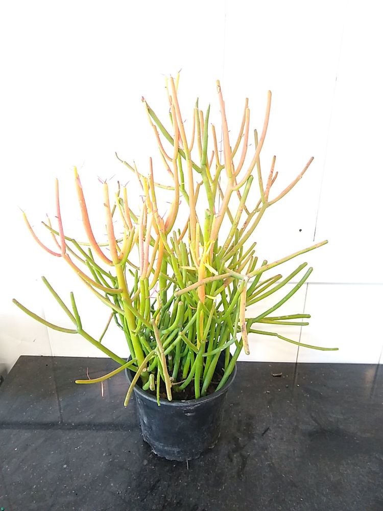 ‘Sticks of Fire’ Pencil Cactus | PlantVine