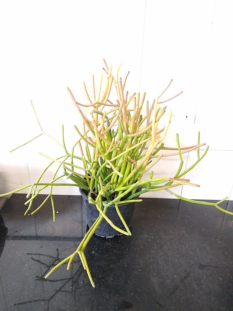 Sticks of Fire Pencil Cactus | PlantVine