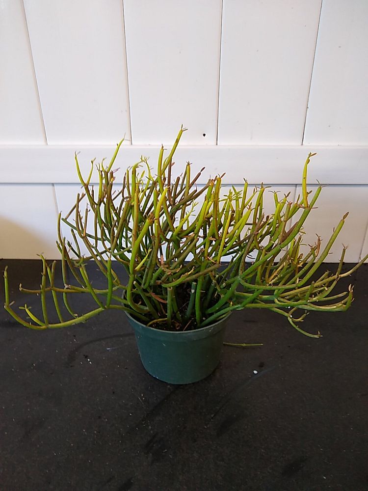 Sticks of Fire Pencil Cactus | PlantVine