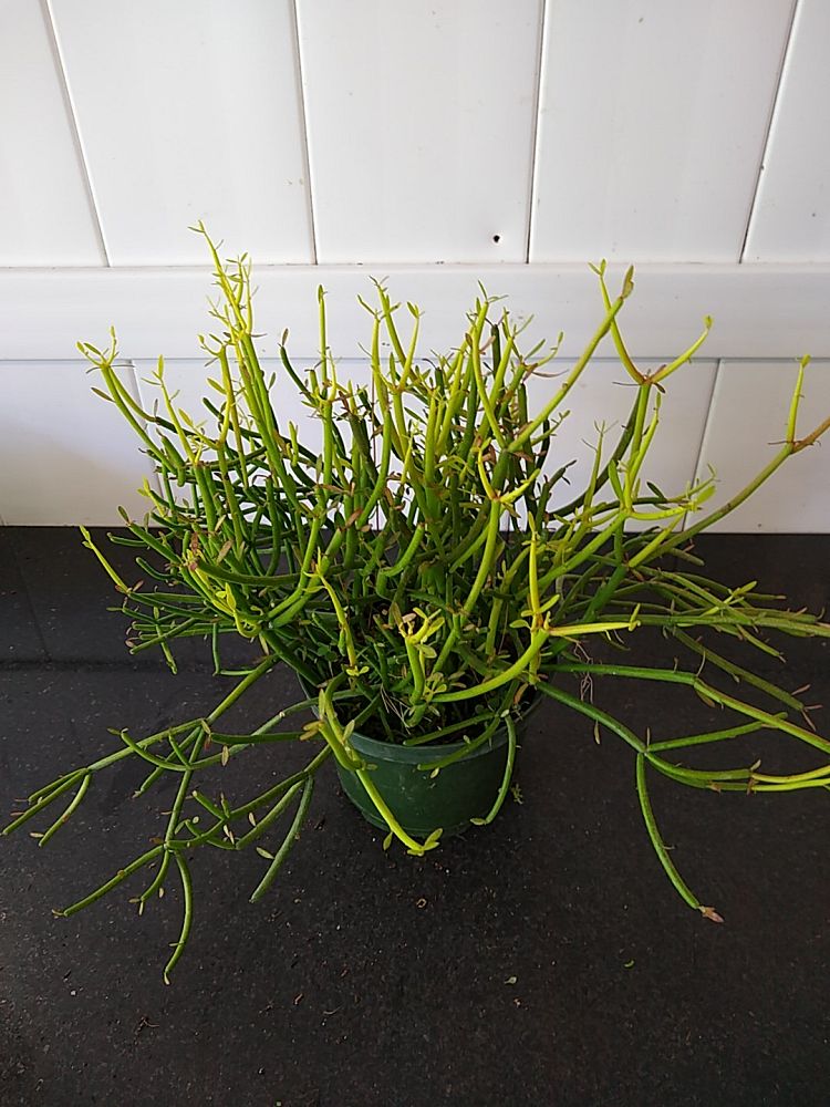 Sticks of Fire Pencil Cactus | PlantVine