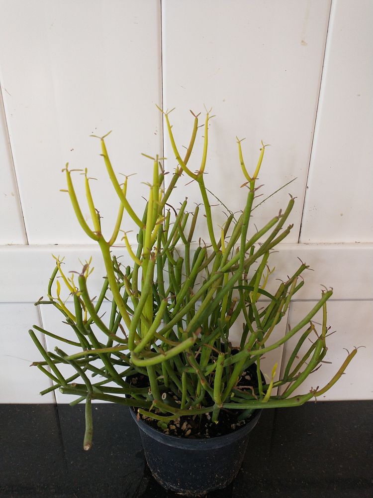 Sticks of Fire Pencil Cactus | PlantVine