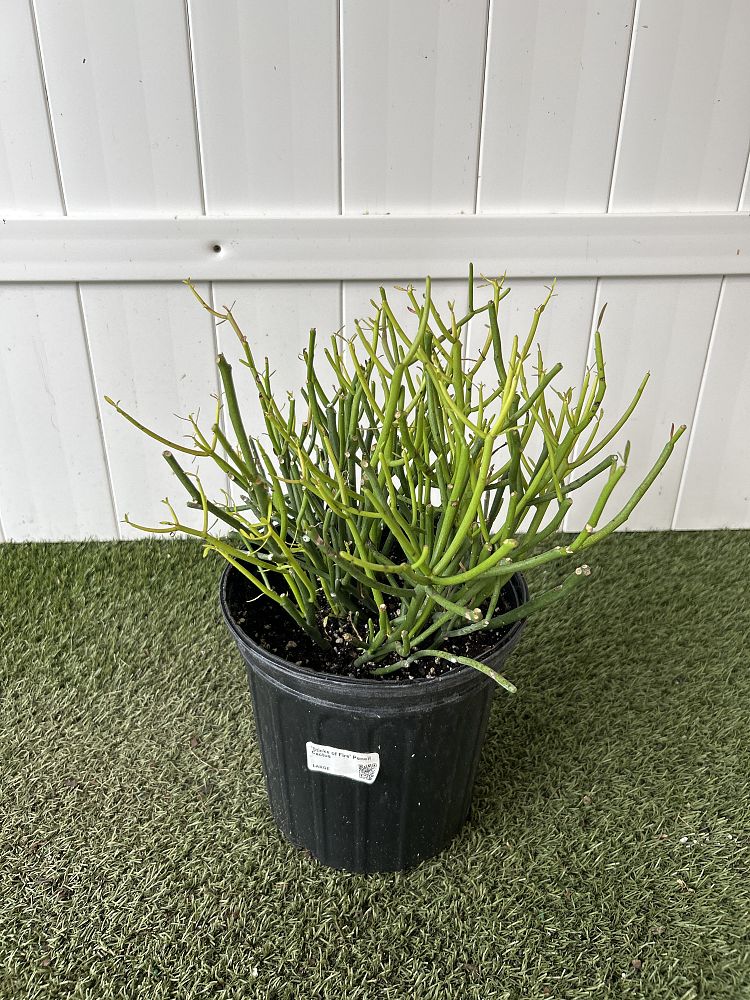 Sticks of Fire Pencil Cactus | PlantVine