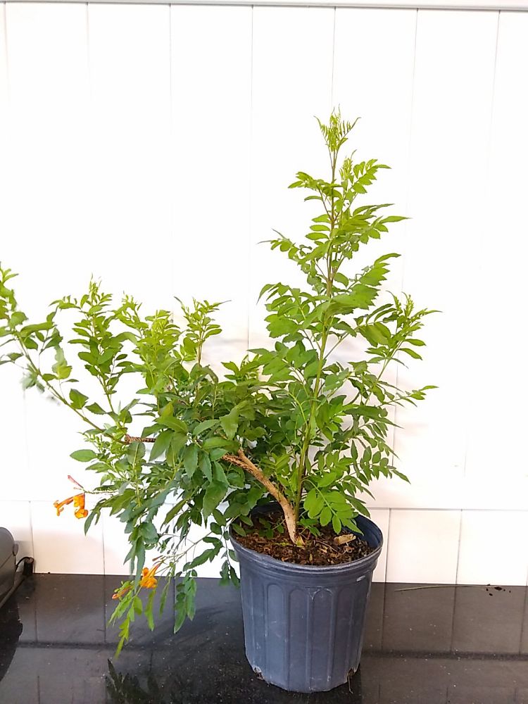 Tecoma Stans ‘Orange Jubilee’, Yellow Elder, Esperanza, Trumpetflower ...
