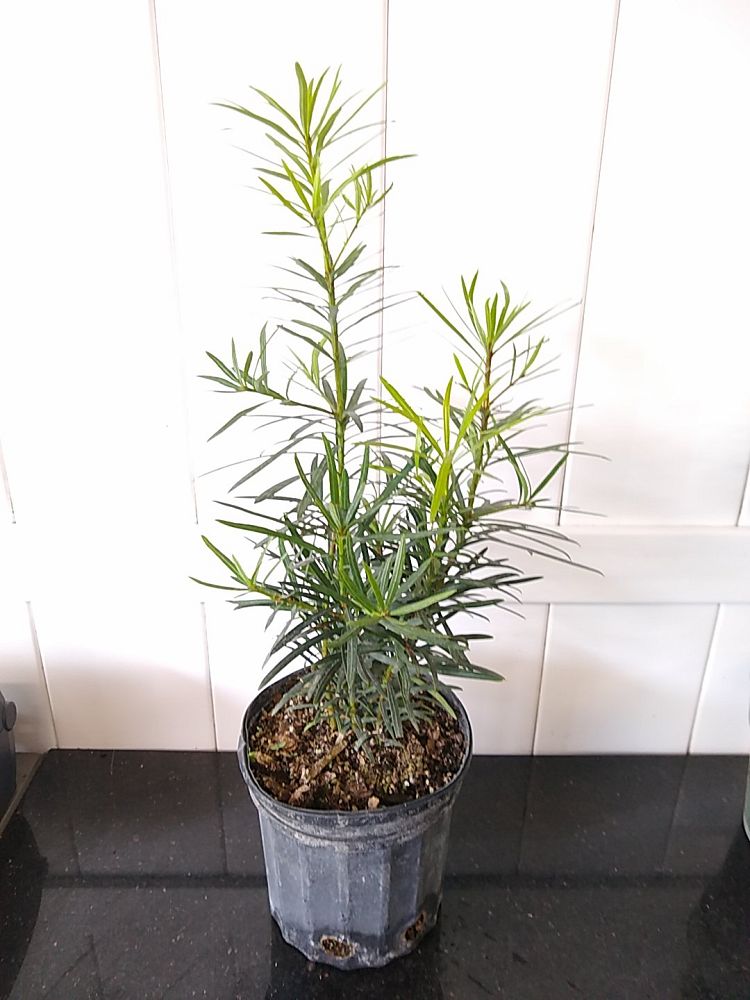 Podocarpus macrophyllus, Japanese Yew | PlantVine