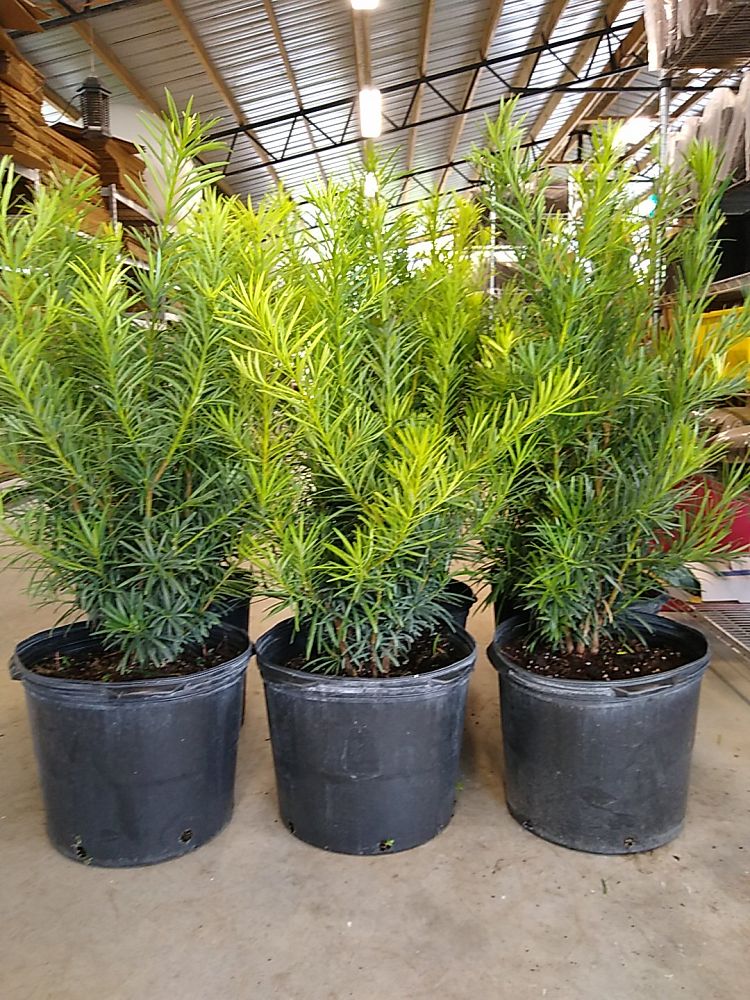 Podocarpus macrophyllus, Japanese Yew | PlantVine