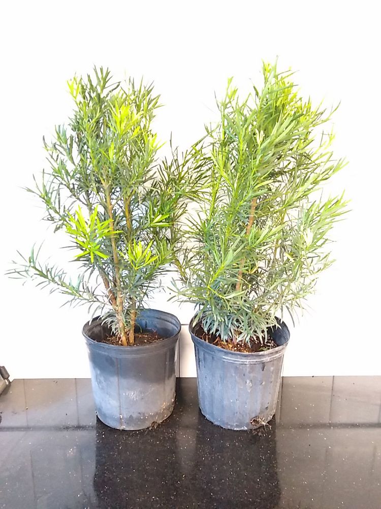 Podocarpus macrophyllus, Japanese Yew | PlantVine
