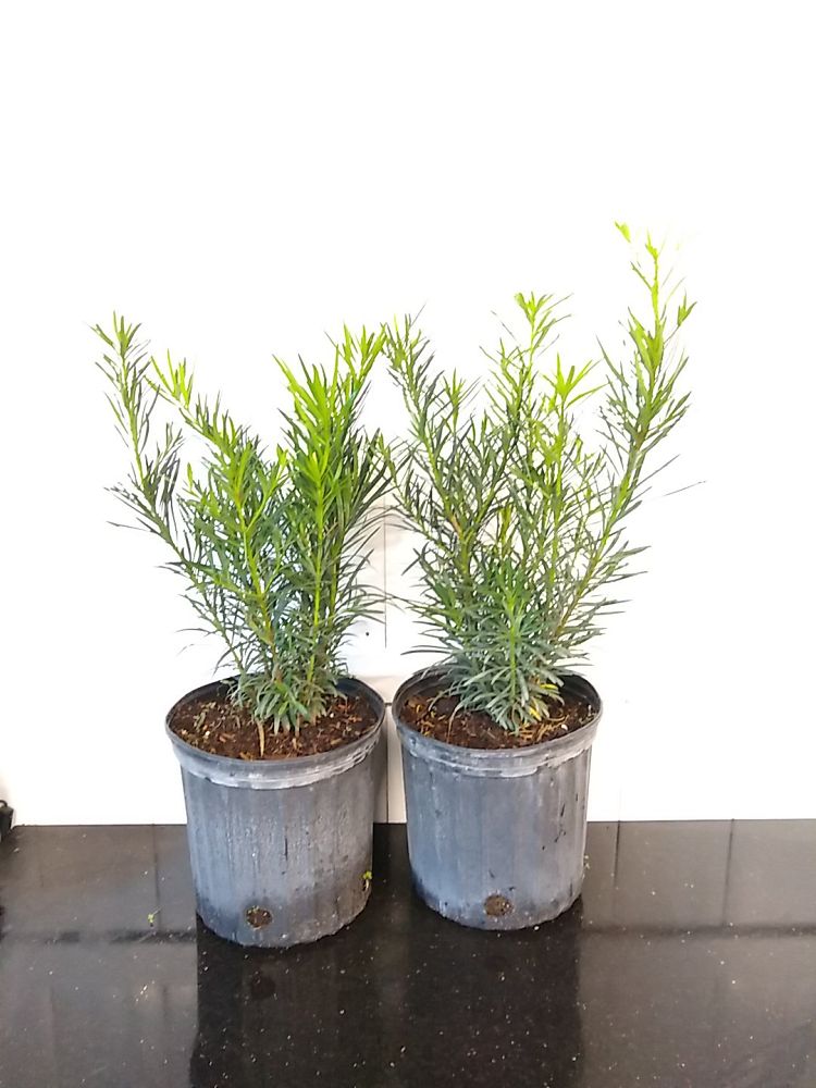 Podocarpus macrophyllus, Japanese Yew | PlantVine