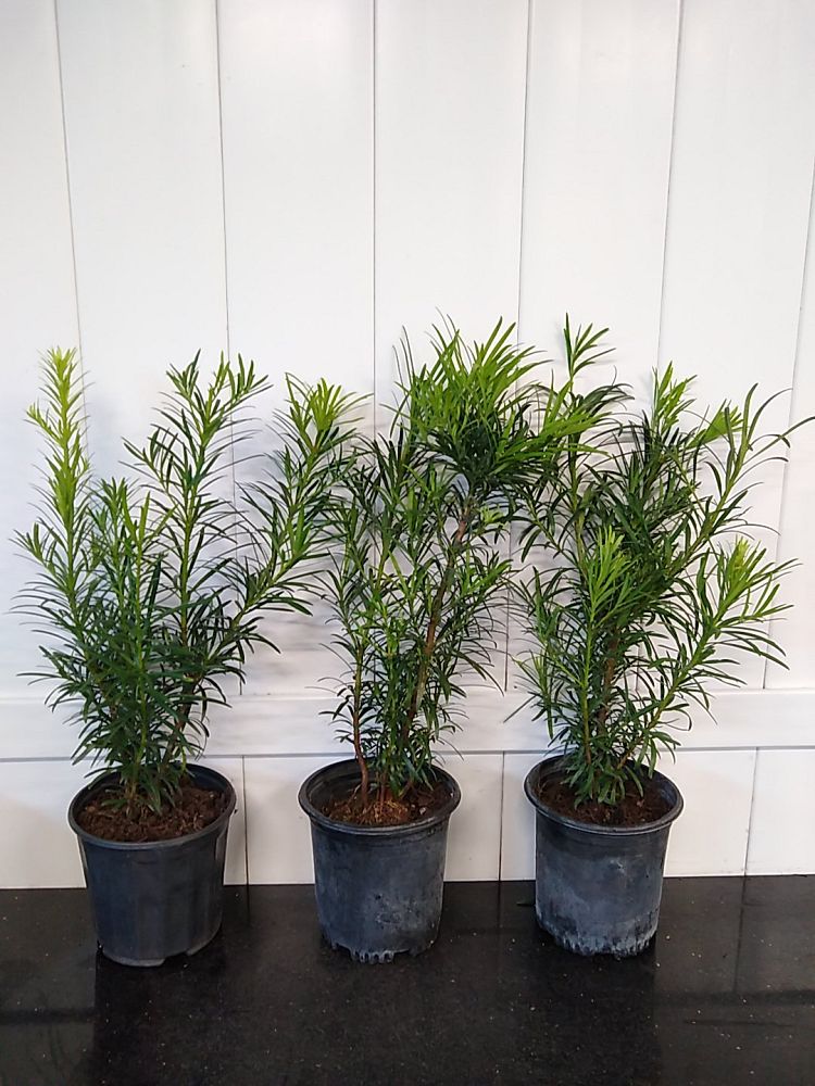 Podocarpus macrophyllus, Japanese Yew | PlantVine