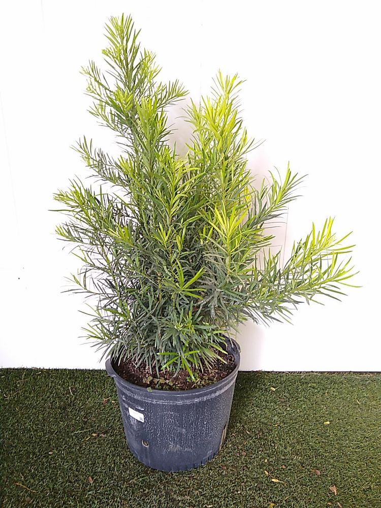 Japanese Yew Shrub | PlantVine