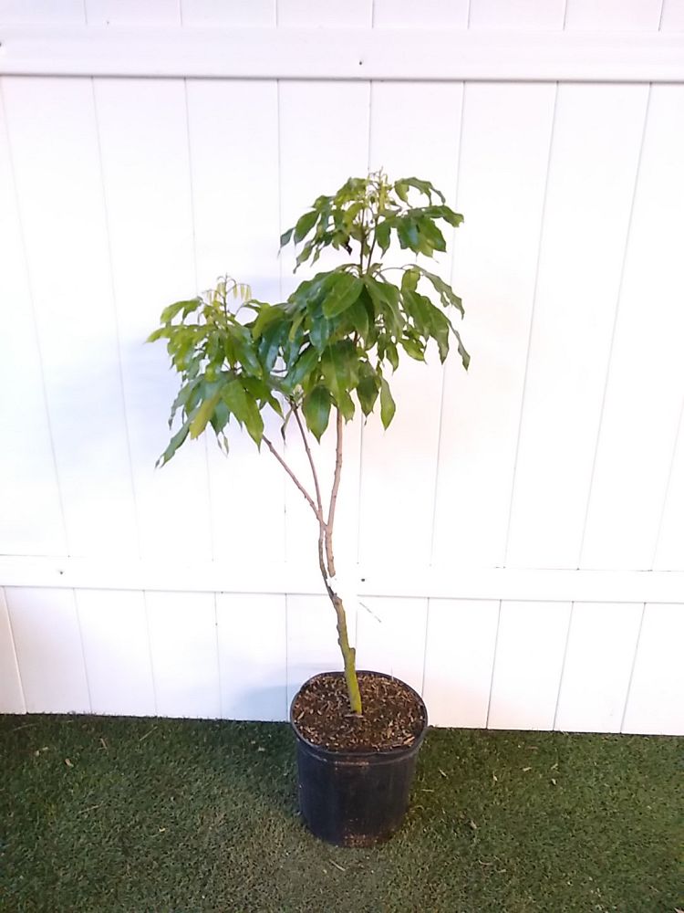 Litchi chinensis ‘Sweetheart’, Lychee Nut Tree | PlantVine