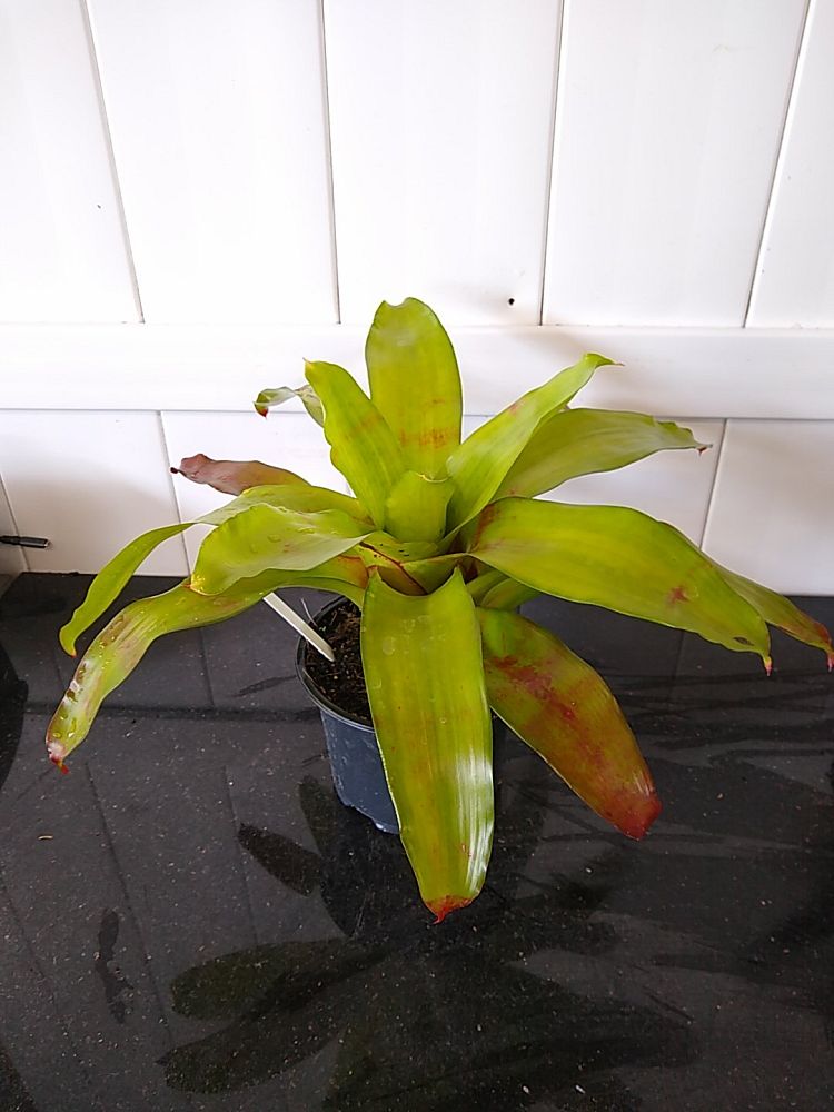 Neoregelia ‘Hawaii’, Bromeliad | PlantVine